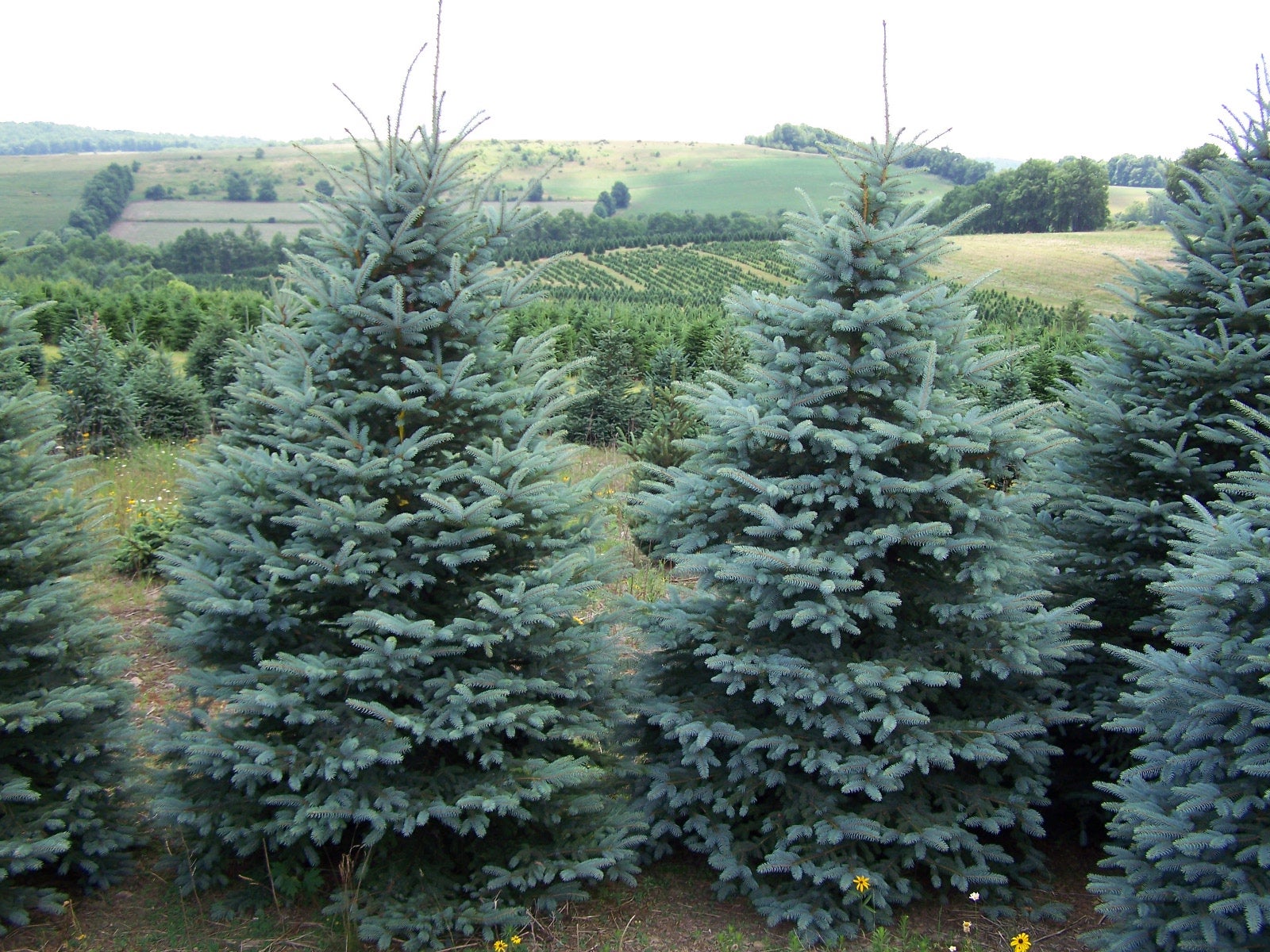 Colorado Blue Spruce Christmas Tree